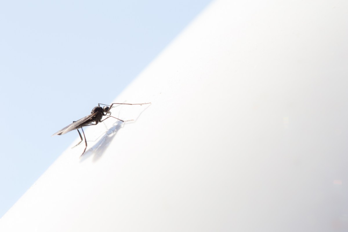 The London Underground has its own unique species of mosquito ...